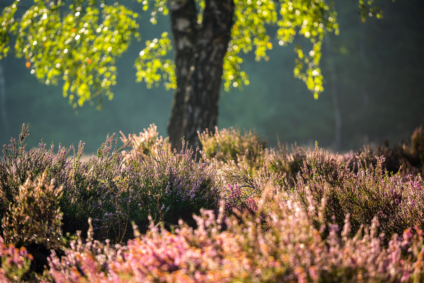 BEISBROEK HEIDE IN BLOEI