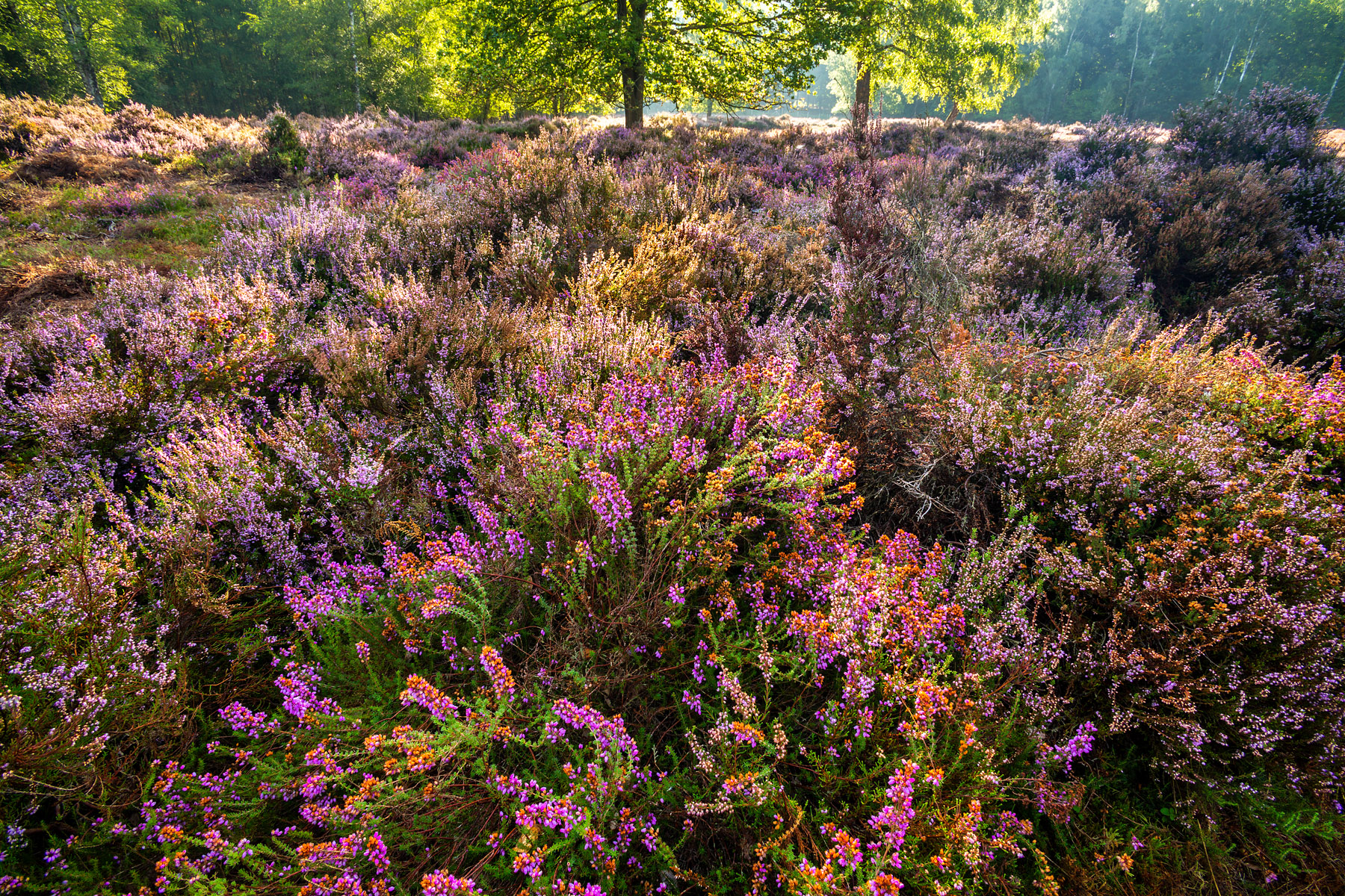 BEISBROEK HEIDE IN BLOEI