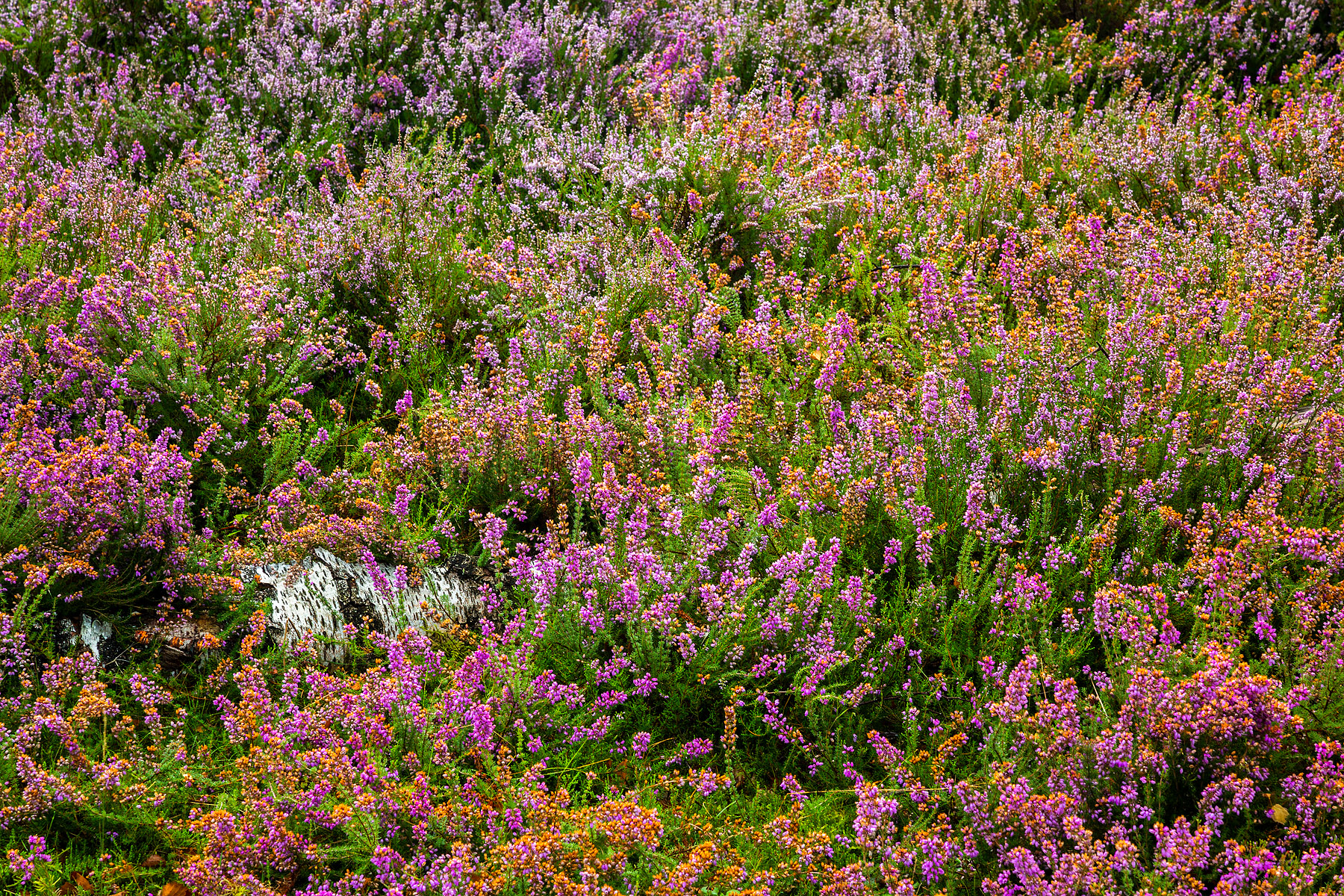 BEISBROEK HEIDE IN BLOEI